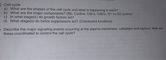 Solved ) Cell cycle a) What are the phases of the cell cycle | Chegg.com