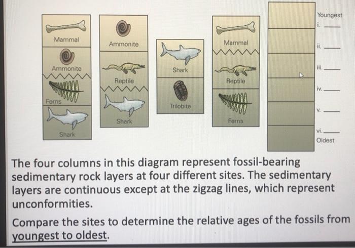 Solved The four columns in this diagram represent | Chegg.com