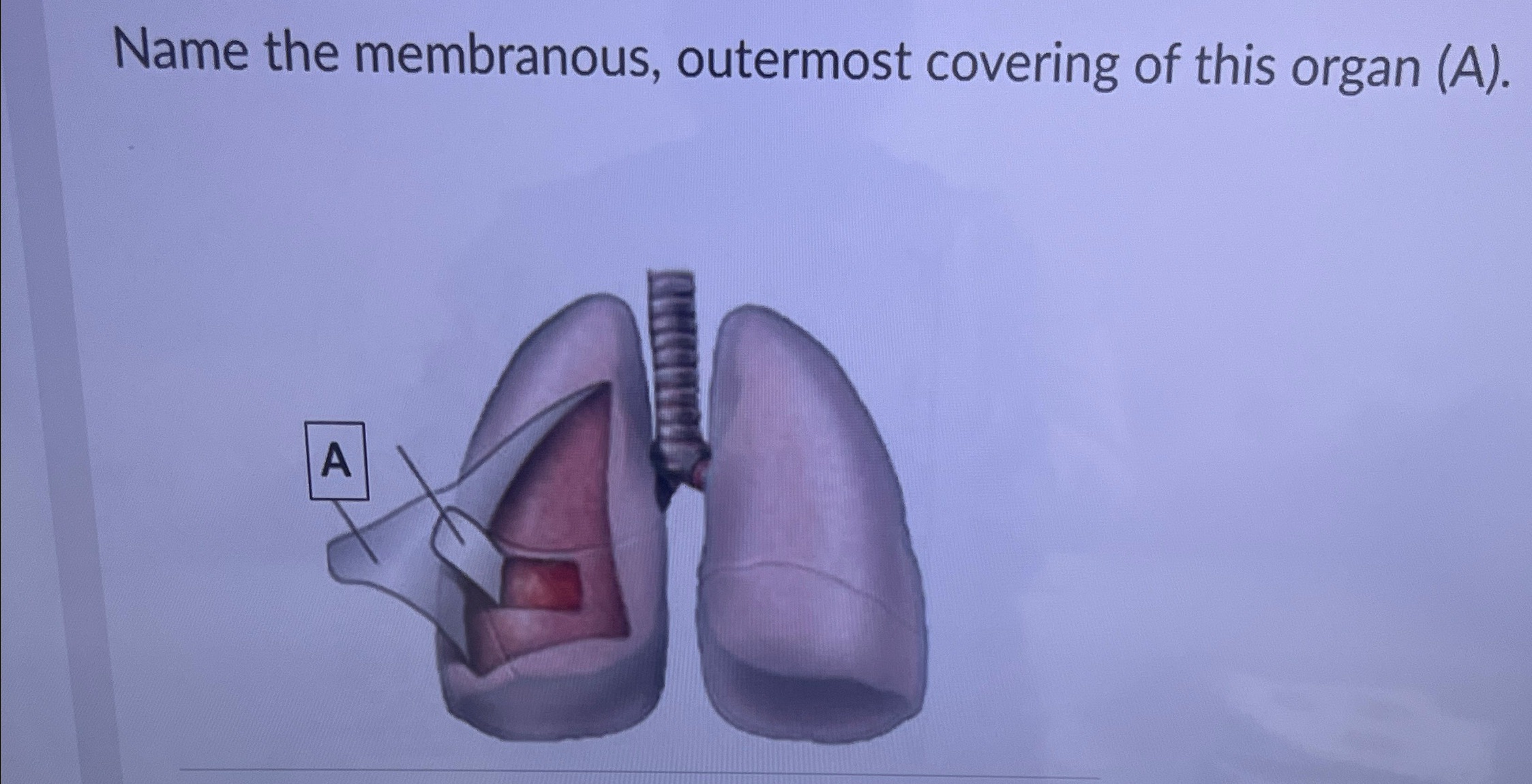 Solved Name the membranous, outermost covering of this organ | Chegg.com