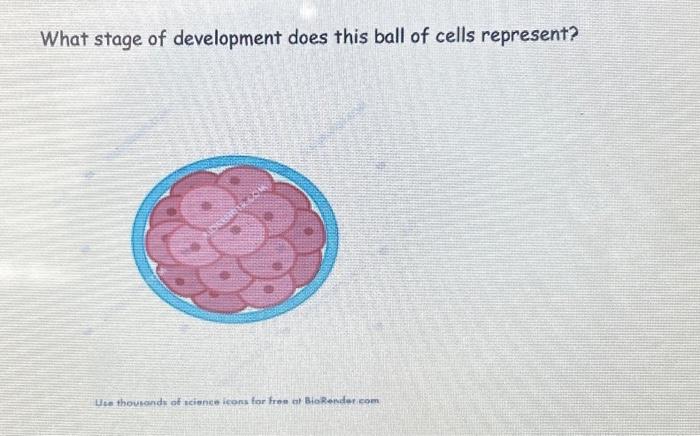 Solved What stage of development does this ball of cells | Chegg.com