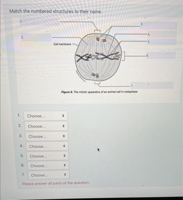 [Solved]: Match the numbered structures to their name. 1. 2