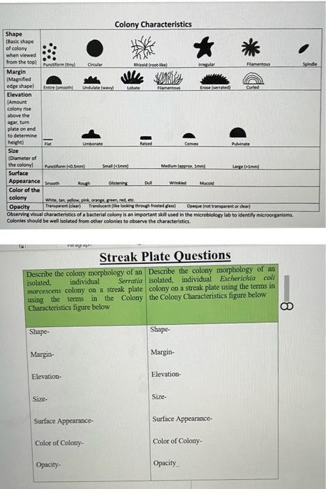 Solved Colony Characteristics Observing vicual | Chegg.com