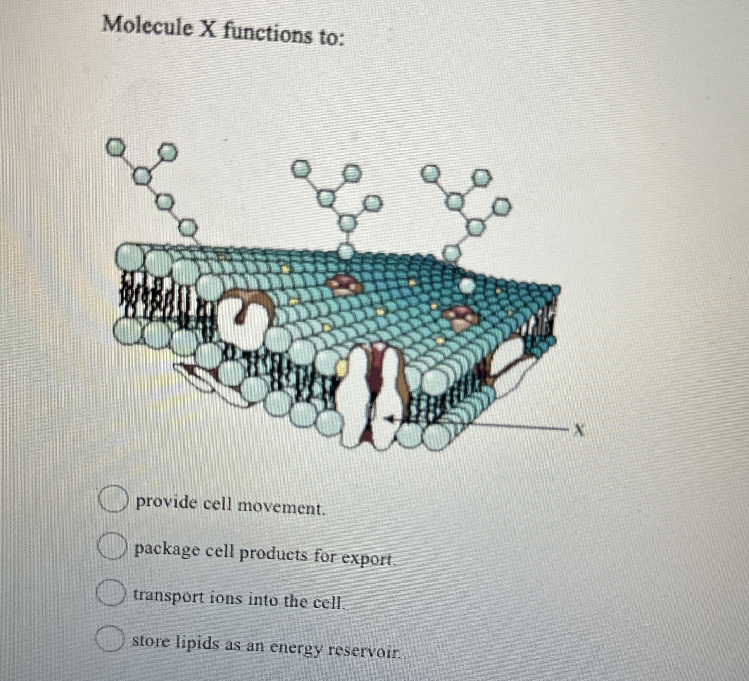 Solved Molecule X functions to:provide cell movement.package | Chegg.com