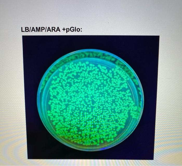 Table 1 - Observations of LB agar plates after | Chegg.com