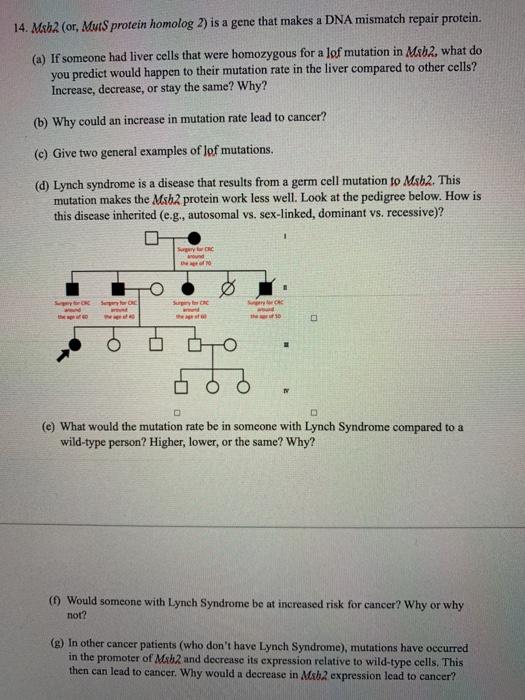 Solved 14. Msh2 (or, MutS protein homolog 2) is a gene that | Chegg.com