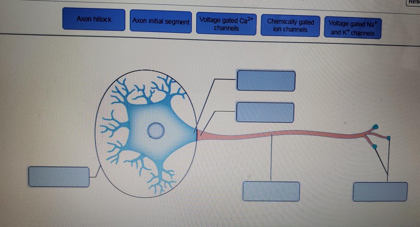 Solved Res Axon hillock Axon initial segment Voltage gated | Chegg.com
