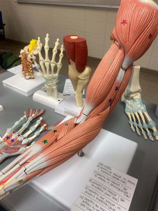 Solved ARM MODEL 16) IDENTFY the MUSULE, ITS ORIGIN, \& | Chegg.com