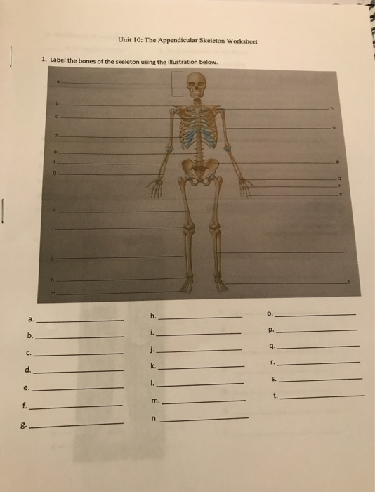 Solved Unit 10: The Appendicular Skeleton Worksheet 1. Label | Chegg.com