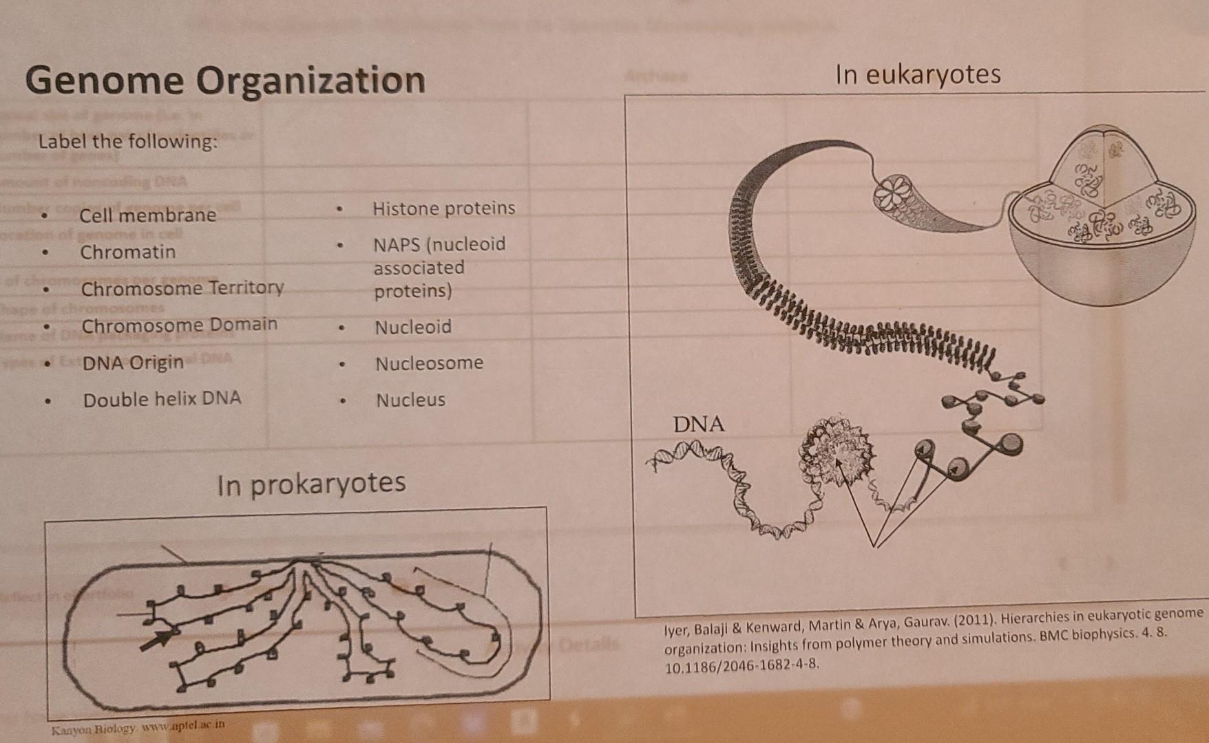 Genome Organization In eukaryotes Label the | Chegg.com