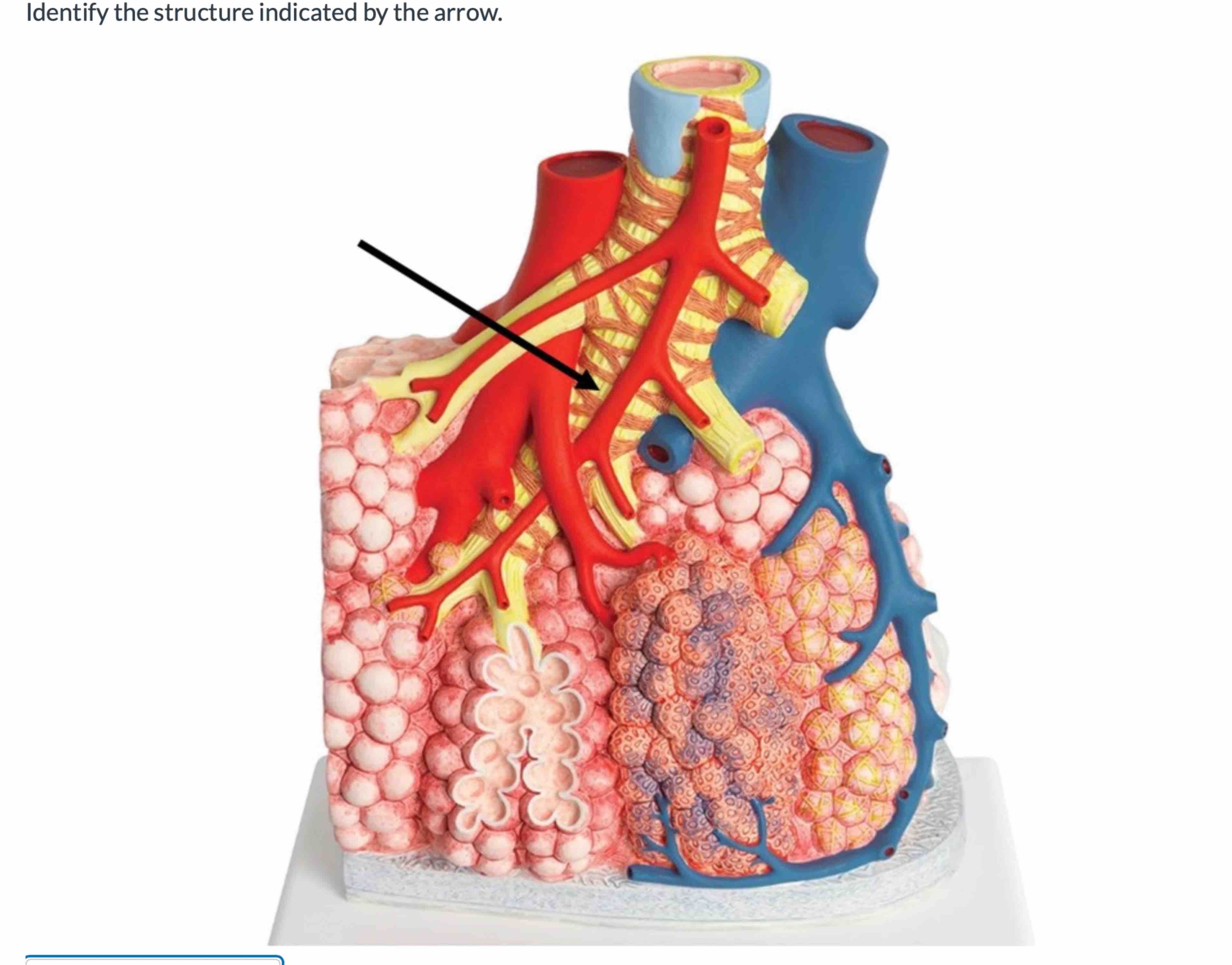Solved Identify the structure indicated by the arrow. | Chegg.com