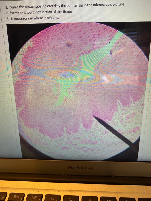 Solved 1. Name the tissue type indicated by the pointer tip | Chegg.com