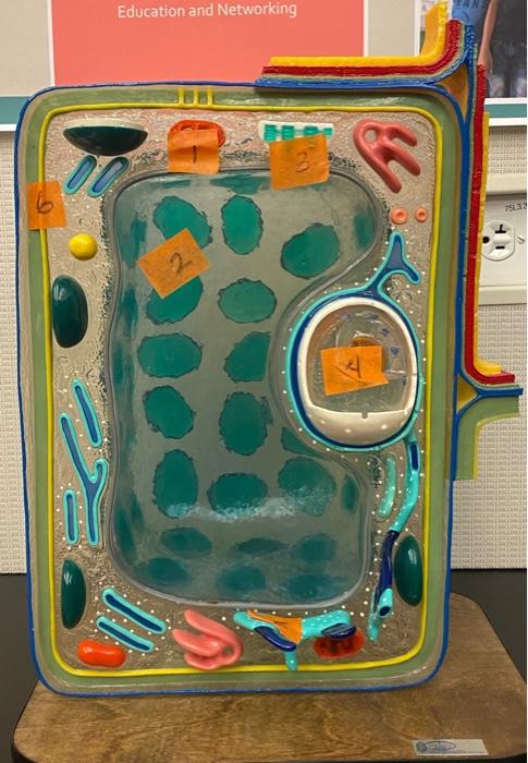 Solved Name each labeled structure and list the types of | Chegg.com