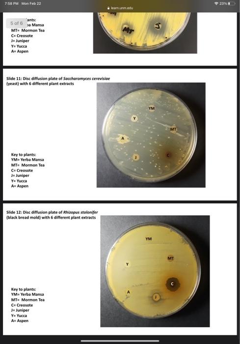 Solved Slide 7: Disc diffusion plate of Escherichia coli | Chegg.com