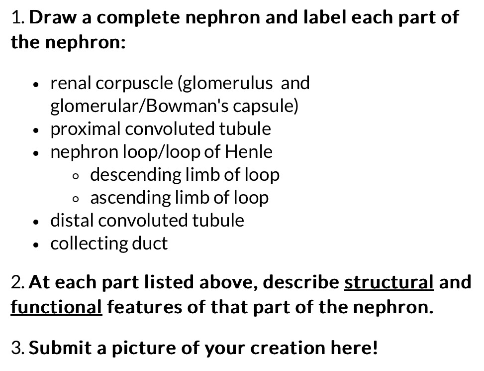 Solved Draw a complete nephron and label each part of the | Chegg.com