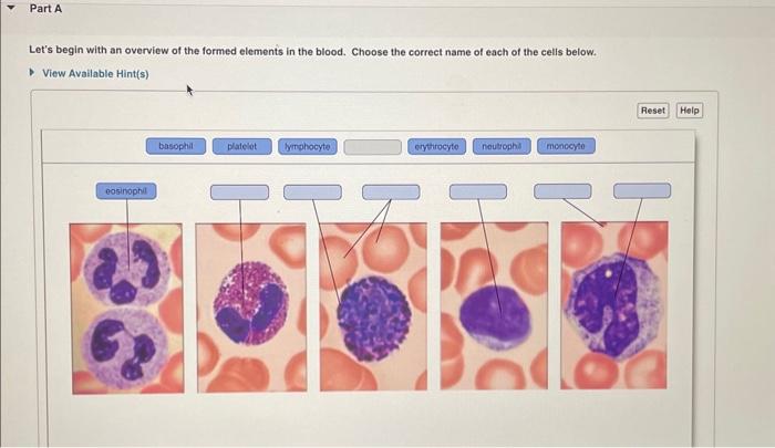 Solved Let's begin with an overview of the formed elements | Chegg.com