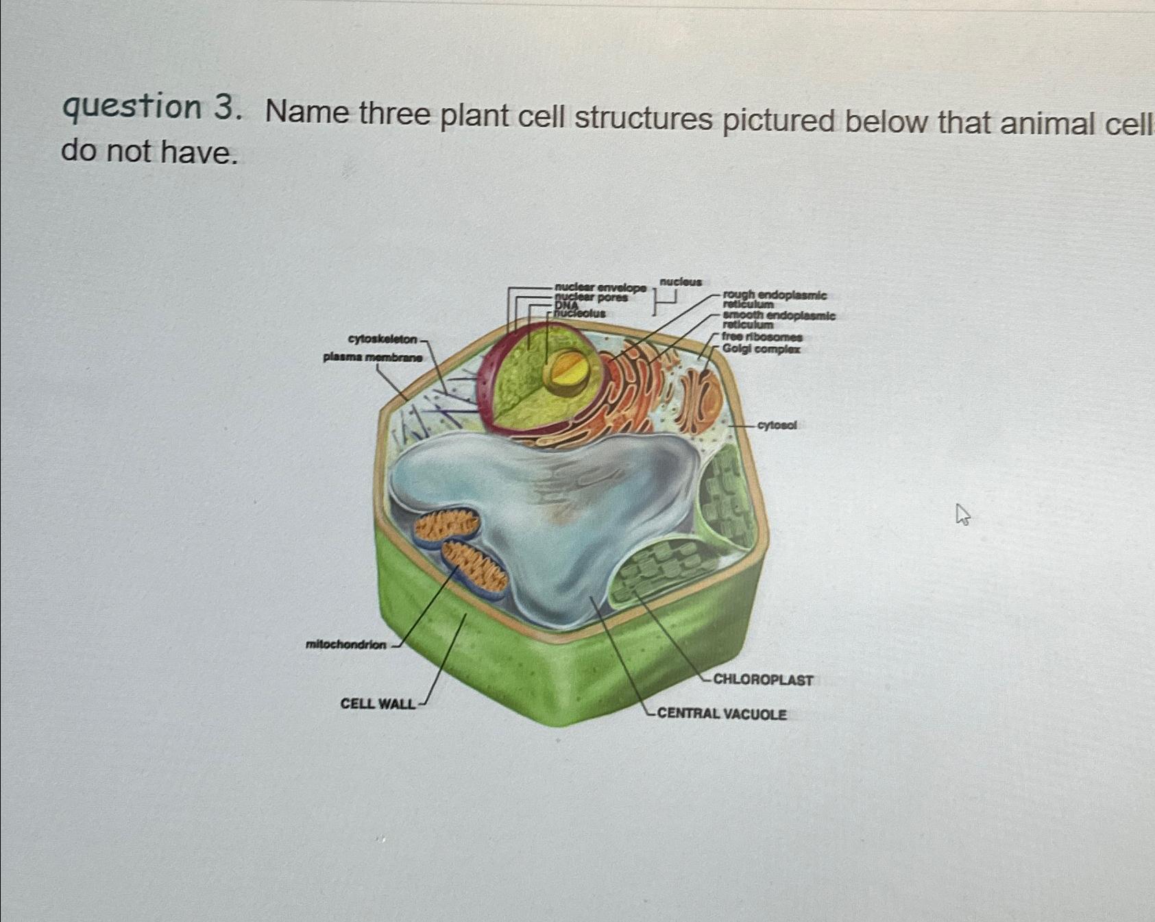 Solved question 3. ﻿Name three plant cell structures | Chegg.com