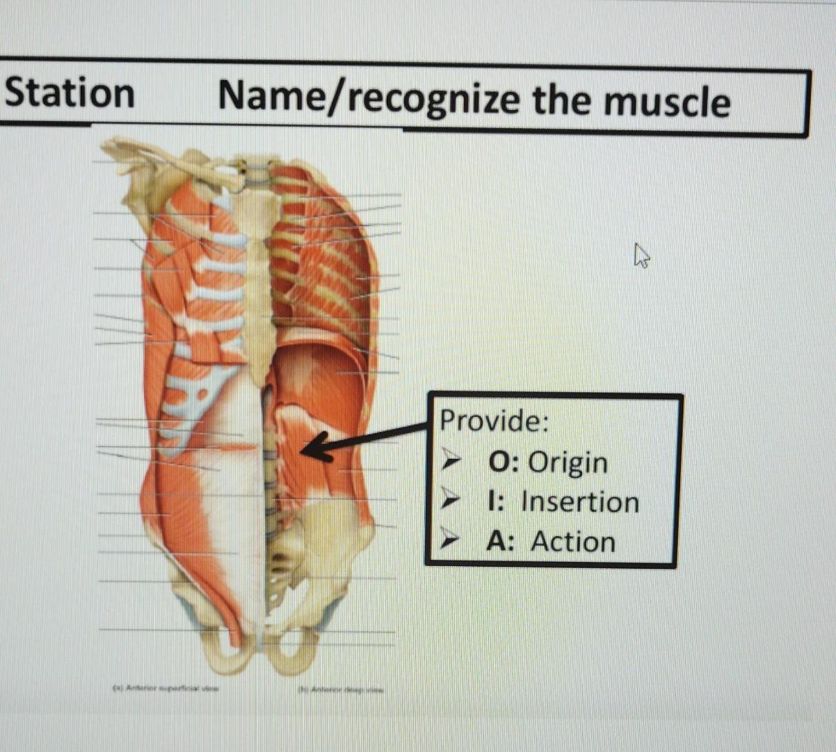 Station Name/recognize the muscle Provide: O: Origin | Chegg.com