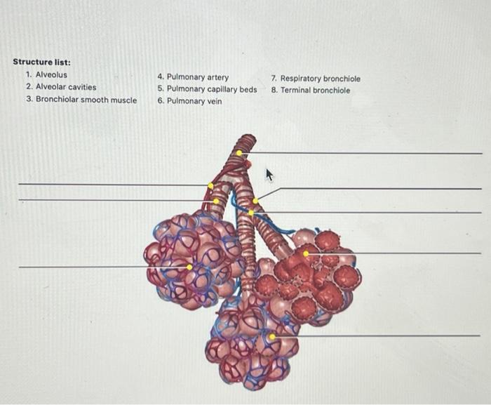Solved Structure list: 1. Alveolus 4. Pulmonary artery 2. | Chegg.com