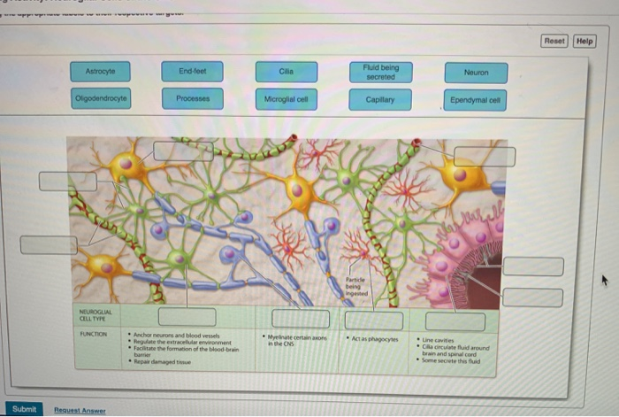 Solved www Reset Help Astrocyte End-feet Cilia Fluid being | Chegg.com
