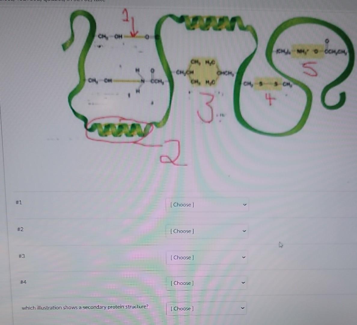 which illustration shows a secondary protein | Chegg.com