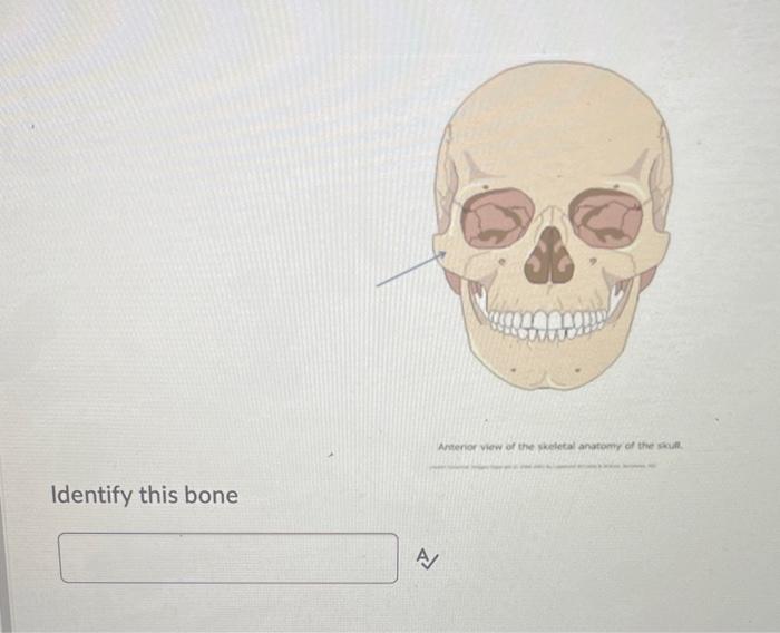 Solved Identify this bone Identify this suture. Identify | Chegg.com