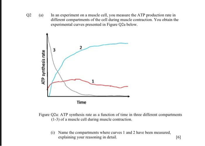 Solved (a) In an experiment on a muscle cell, you measure | Chegg.com