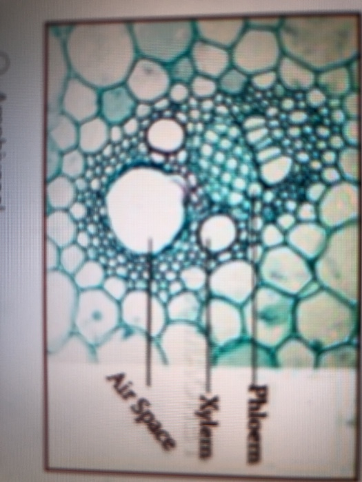 Solved part aLook at the picture of a stem vascular bundle. | Chegg.com