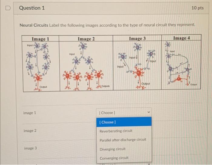 Types Of Neural Circuits