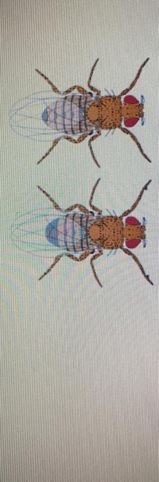 Solved 4 Regarding wing size, what is the difference | Chegg.com