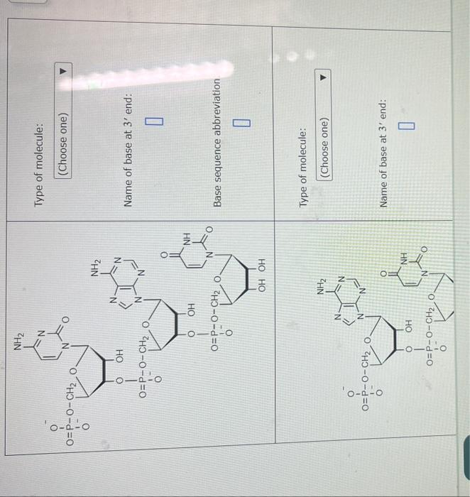 Solved Base sequence abbreviation: Type of molecule: Name of | Chegg.com