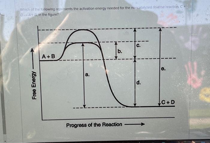 Solved Which of the following represents the activation | Chegg.com