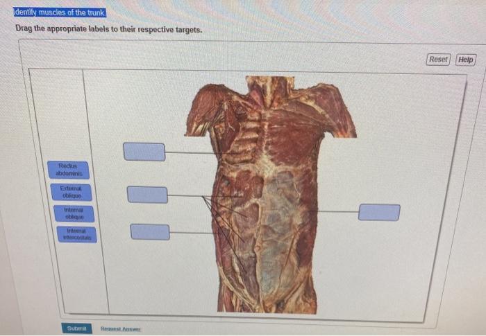 Solved Identify muscles of the head and neck Drag the | Chegg.com