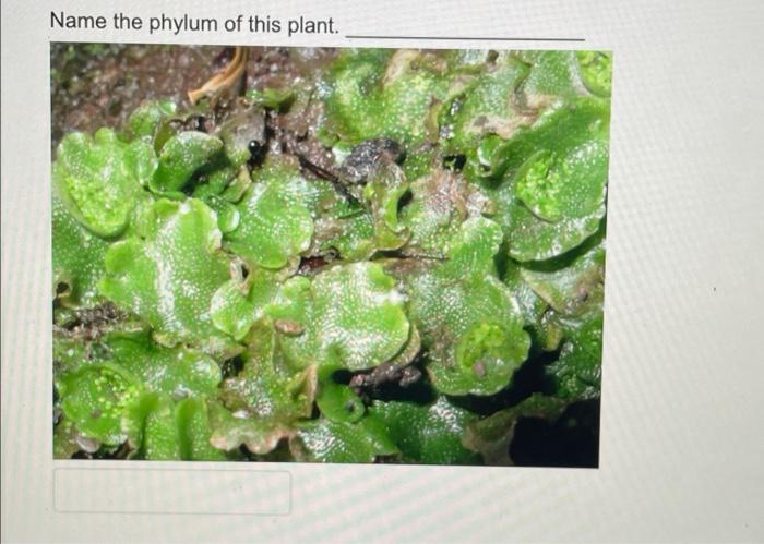 Solved Name the phylum of this plant. Why phylum does this | Chegg.com