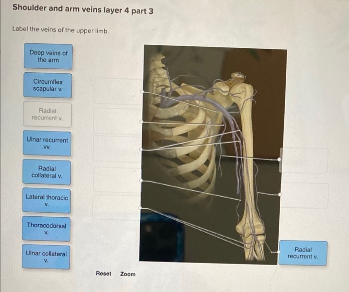Solved Shoulder and arm veins layer 4 part 3 Label the veins | Chegg.com