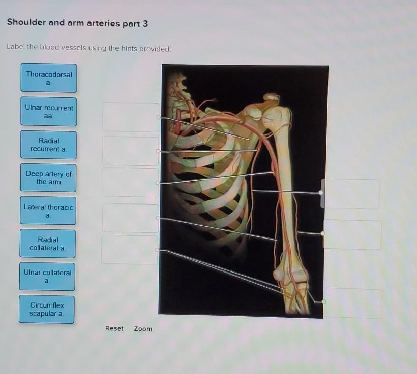 Solved Shoulder and arm arteries part 3 Label the blood | Chegg.com