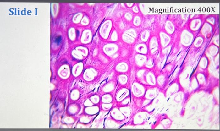 Solved Slide F Magnification 1000X Hint: this is not an | Chegg.com