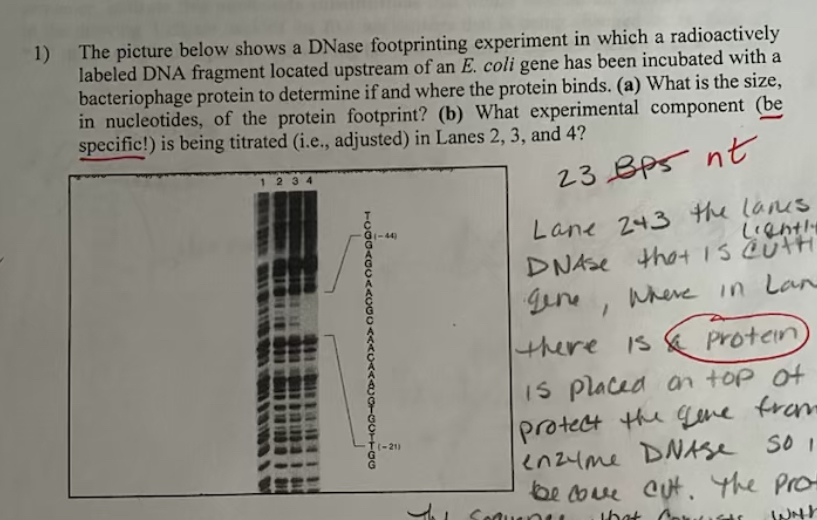 Solved The picture below shows a DNase footprinting | Chegg.com