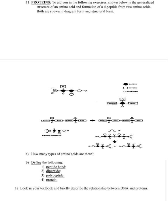 Solved 11. PROTEINS: To aid you in the following exercises, | Chegg.com