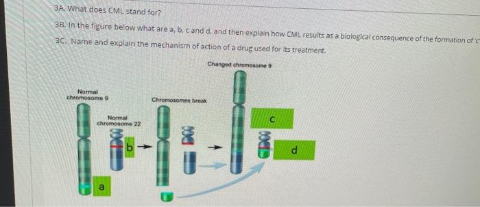 Solved 3A. What does CML stand for? 38. In the figure below | Chegg.com