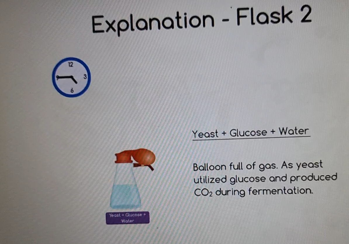 Solved Explanation - ﻿Flask 21236Yeast + ﻿Glucose + | Chegg.com