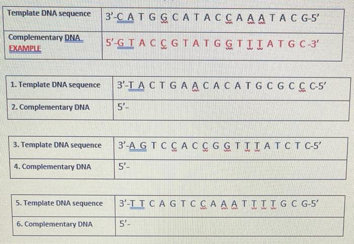 Solved Template DNA sequence 3-C ATGGCATACCAA ATAC G-5' | Chegg.com