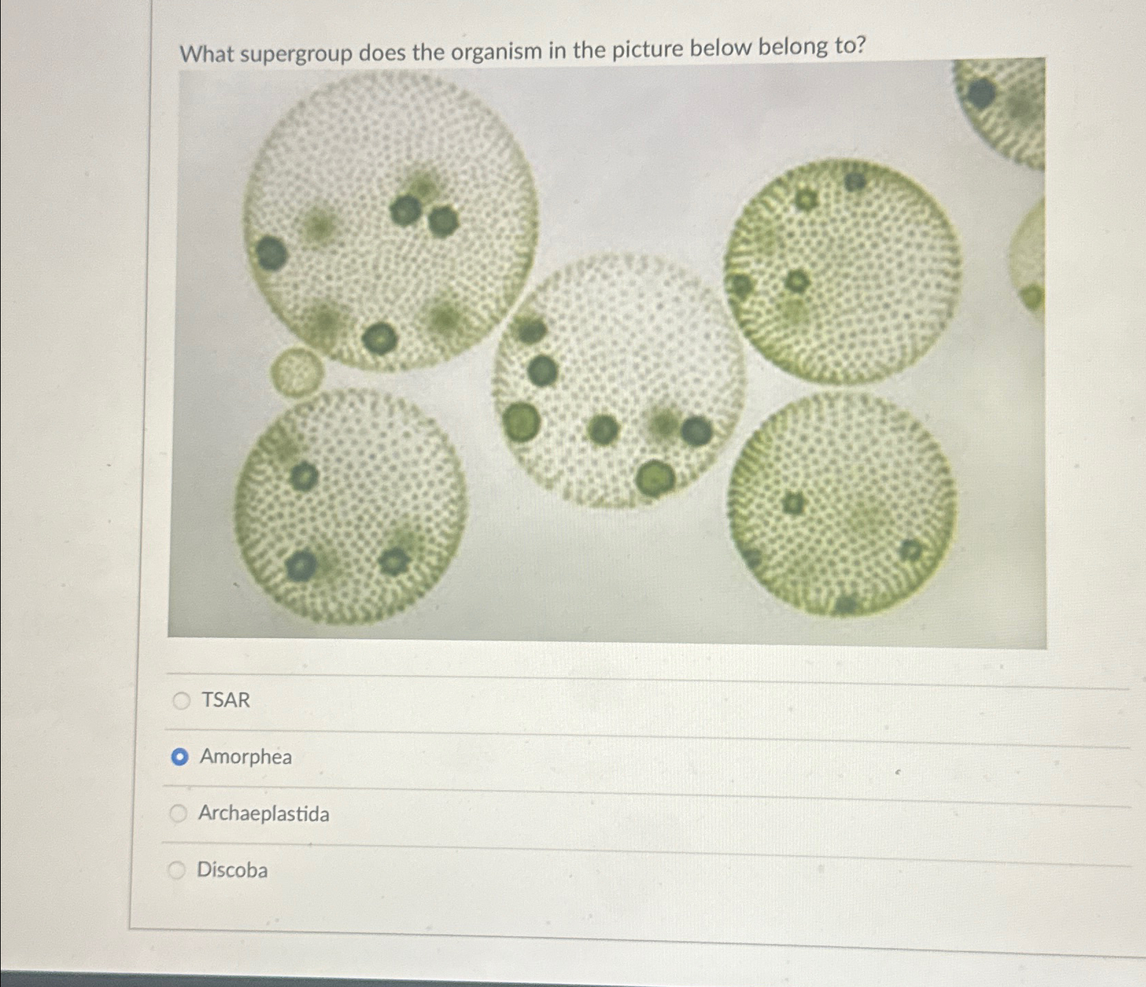 What supergroup does the organism in the picture | Chegg.com