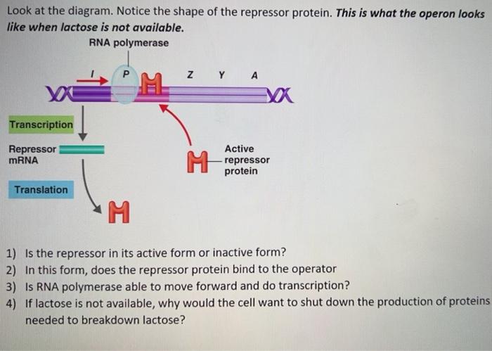 Solved Look at the diagram. Notice the shape of the | Chegg.com