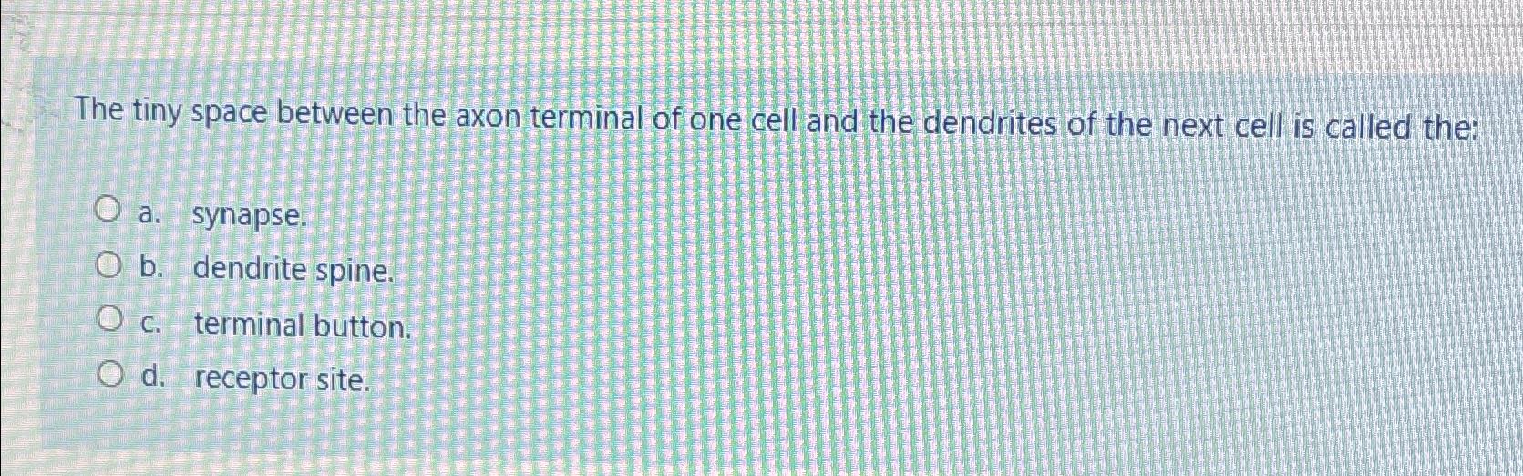 Solved The tiny space between the axon terminal of one cell | Chegg.com