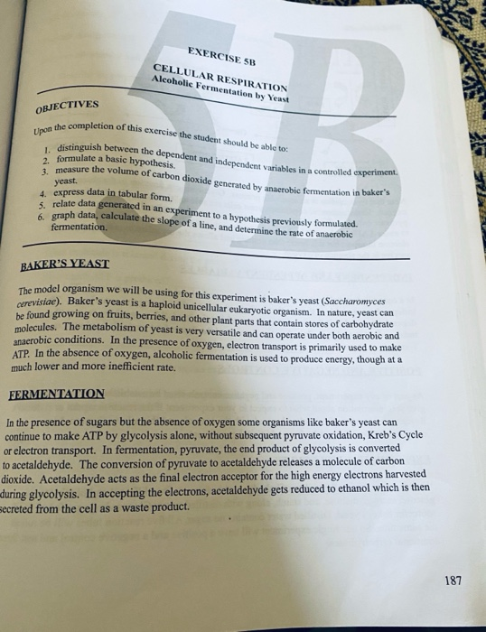 Solved Cellular Respiration: alcohol fermentation by yeast. | Chegg.com