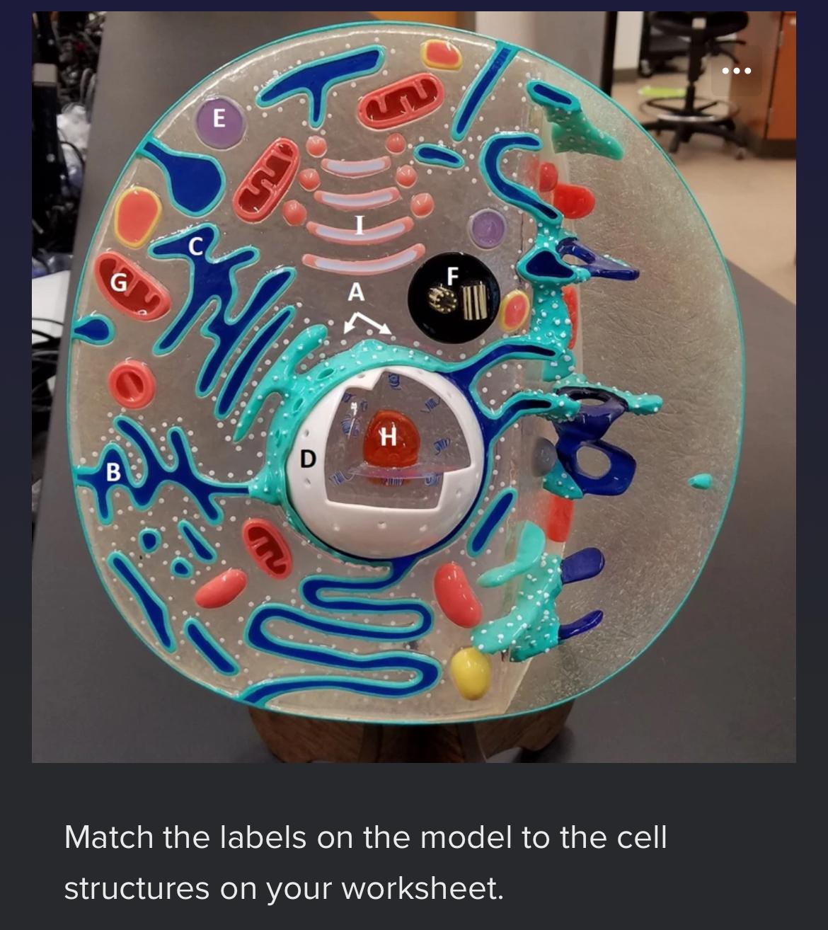 Solved Match the labels on the model to the cell structures | Chegg.com