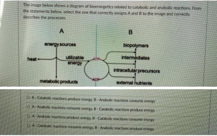 Solved The image below shows a diagram of bioenergetics | Chegg.com
