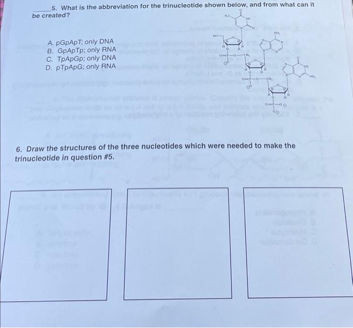 Solved 6. Draw the structures of the three nucleotides which | Chegg.com