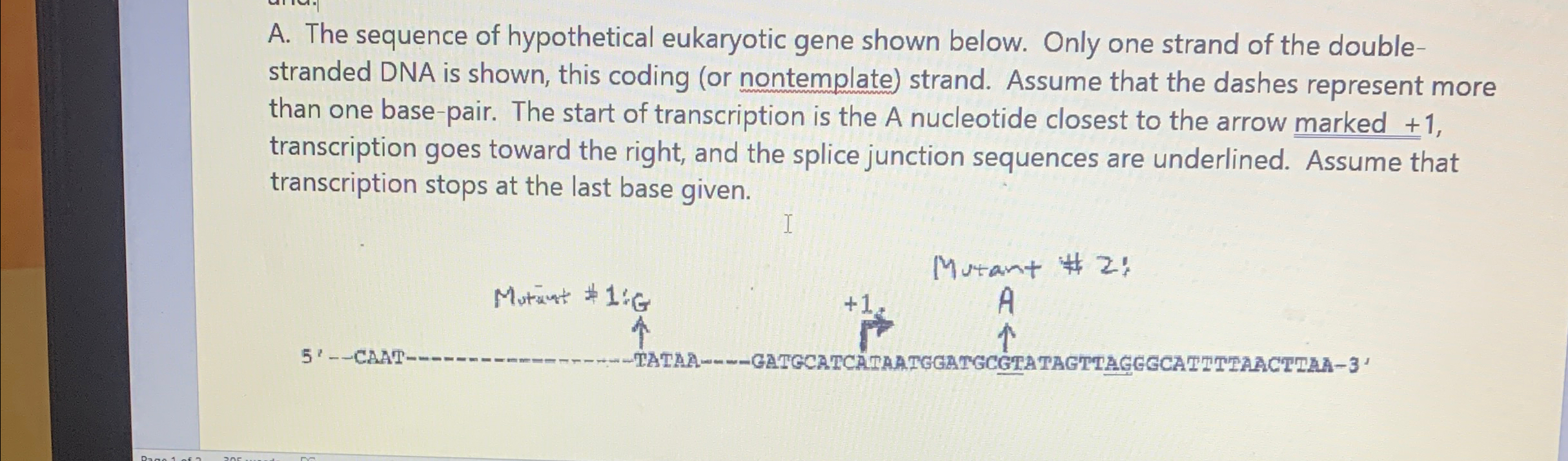 Solved A. ﻿The sequence of hypothetical eukaryotic gene | Chegg.com