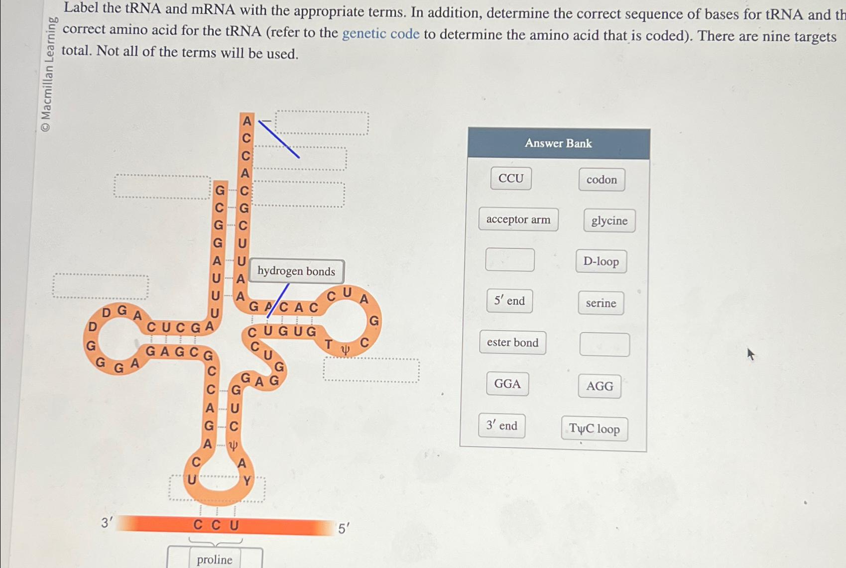 Solved Label The Trna And Mrna With The Appropriate Terms